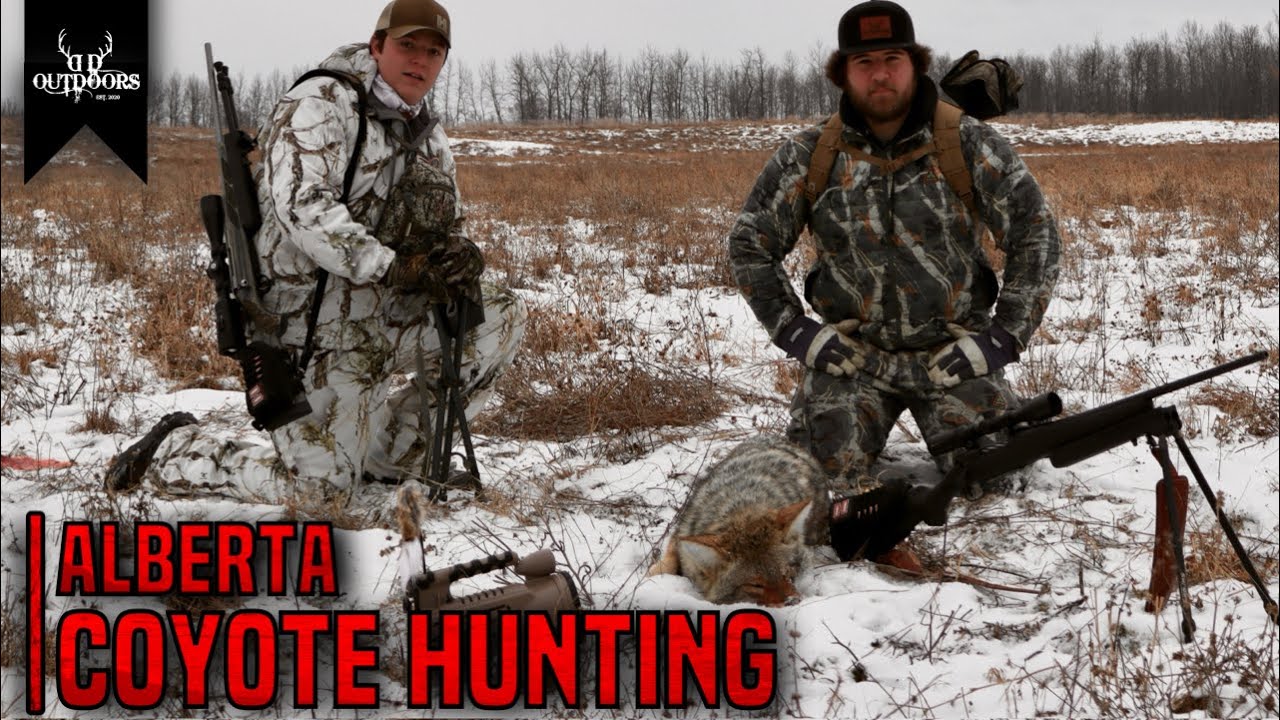 COYOTE HUNTING - NORTHERN ALBERTA - YouTube
