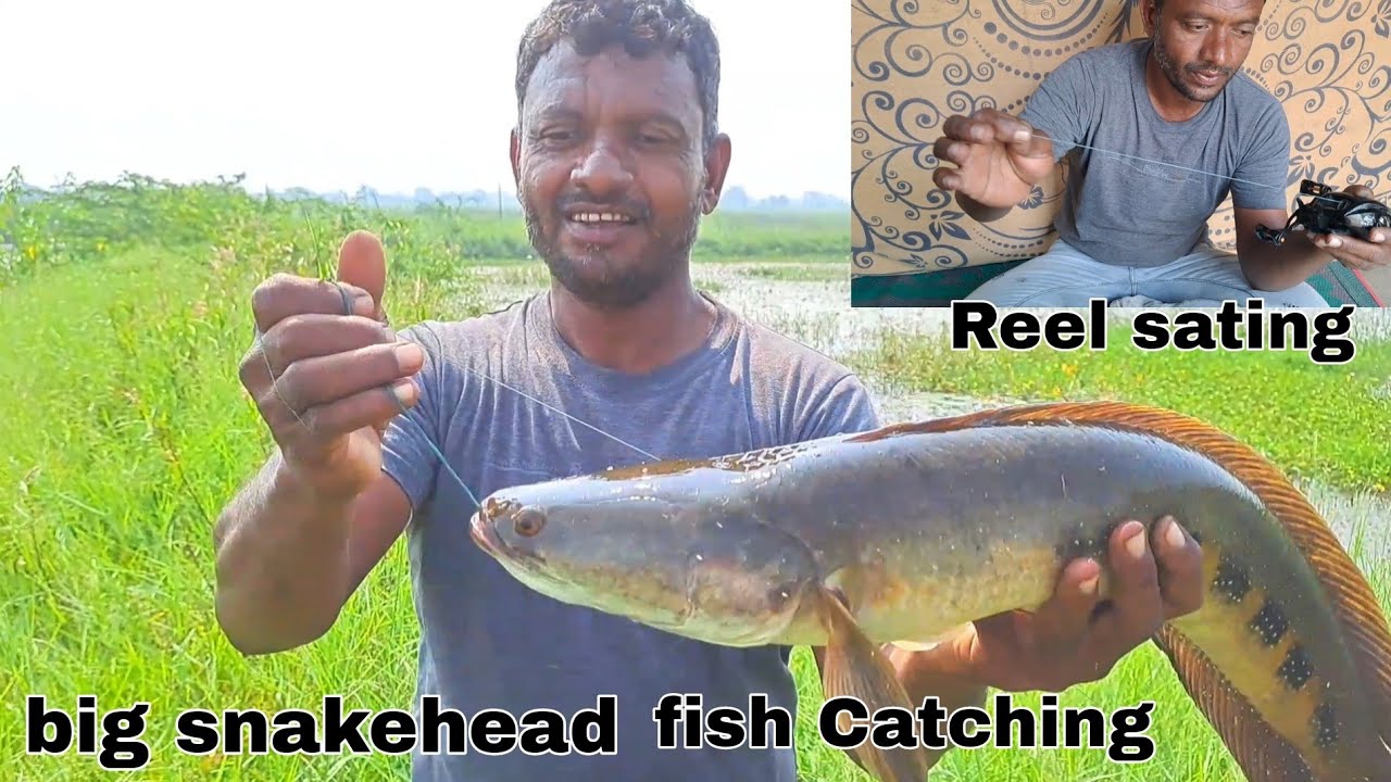 big snakehead fish catching catch baitcasting Reel sating techniques ...