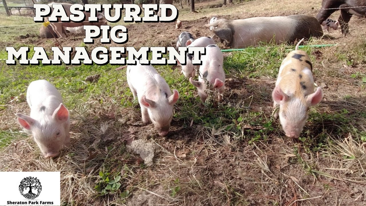 3 Things Every Pasture Pig Farmer Needs to Know - YouTube