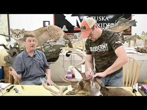 Learn Taxidermy: Part 1: Deer Caping 101 - YouTube