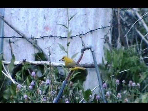 Indian Golden Oriole ( Female ) - Bird Watch At Sangla, Himachal ...