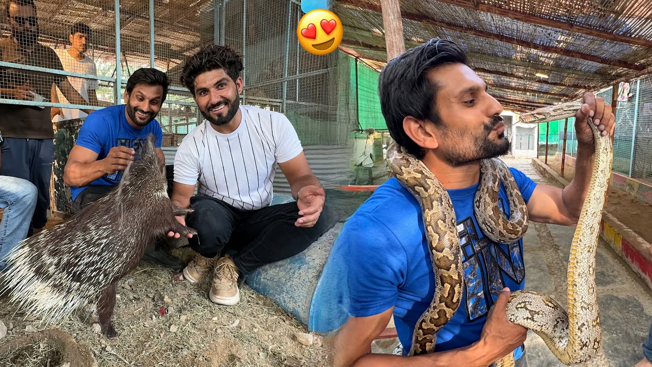 Samad pets vlog Ko World Most Tamed Porcupine Sy Milwaya 😊 - YouTube