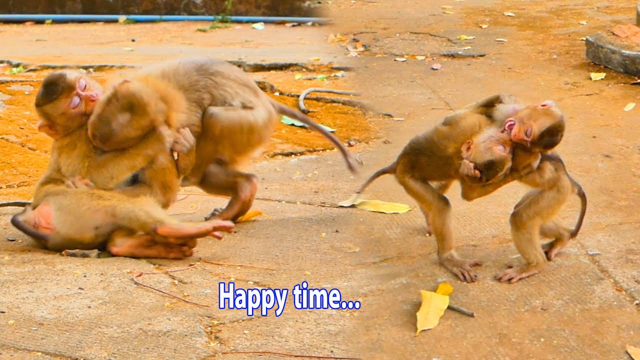 Monkey ROCKSTAR is a partner friend to plays with handsome monkey SARO ...