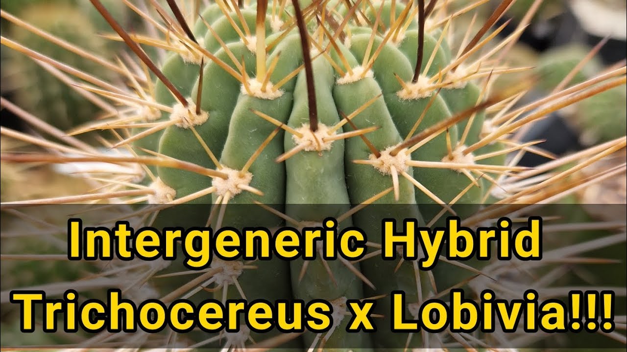 Cactus Unboxing: Intergeneric Hybrid between Trichocereus x Lobivia ...