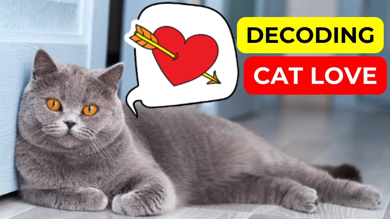 Decoding Cat Love: 5 Ways! 🤔 Secret Cat Affection Signs! ️ - YouTube