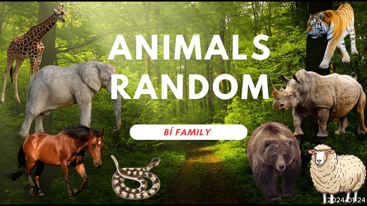 Animal random What is animal? Beautiful animal 01 - YouTube