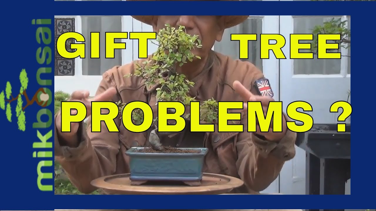 How to Avoid Common Problems with Bonsai Gift Trees | Dirty Secrets ...