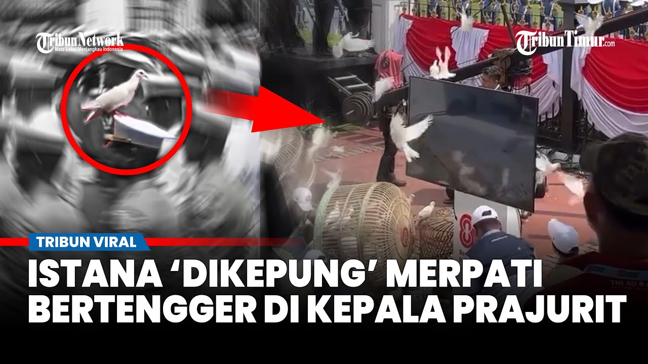 Dibalik 'Kepungan' Burung Merpati di Istana Merdeka saat Upacara 17 ...