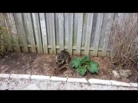 Mother Raccoon Relocating Babies - YouTube