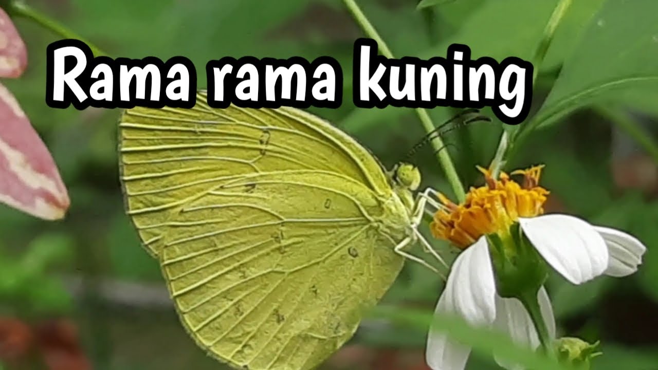 Rama rama kuning - YouTube