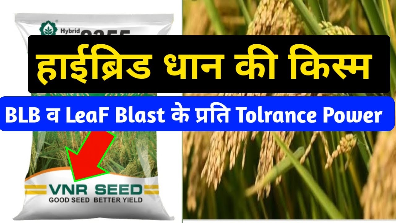 VNR 2355 Hybrid Paddy Seed || Hybrid Dhan Ki Variety - YouTube