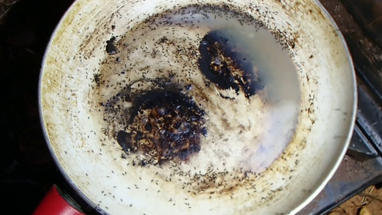 How to deal with ants in your frying pan. #shorts - YouTube