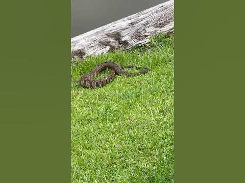 Almost stepped on this snake. #snake #wildlife - YouTube