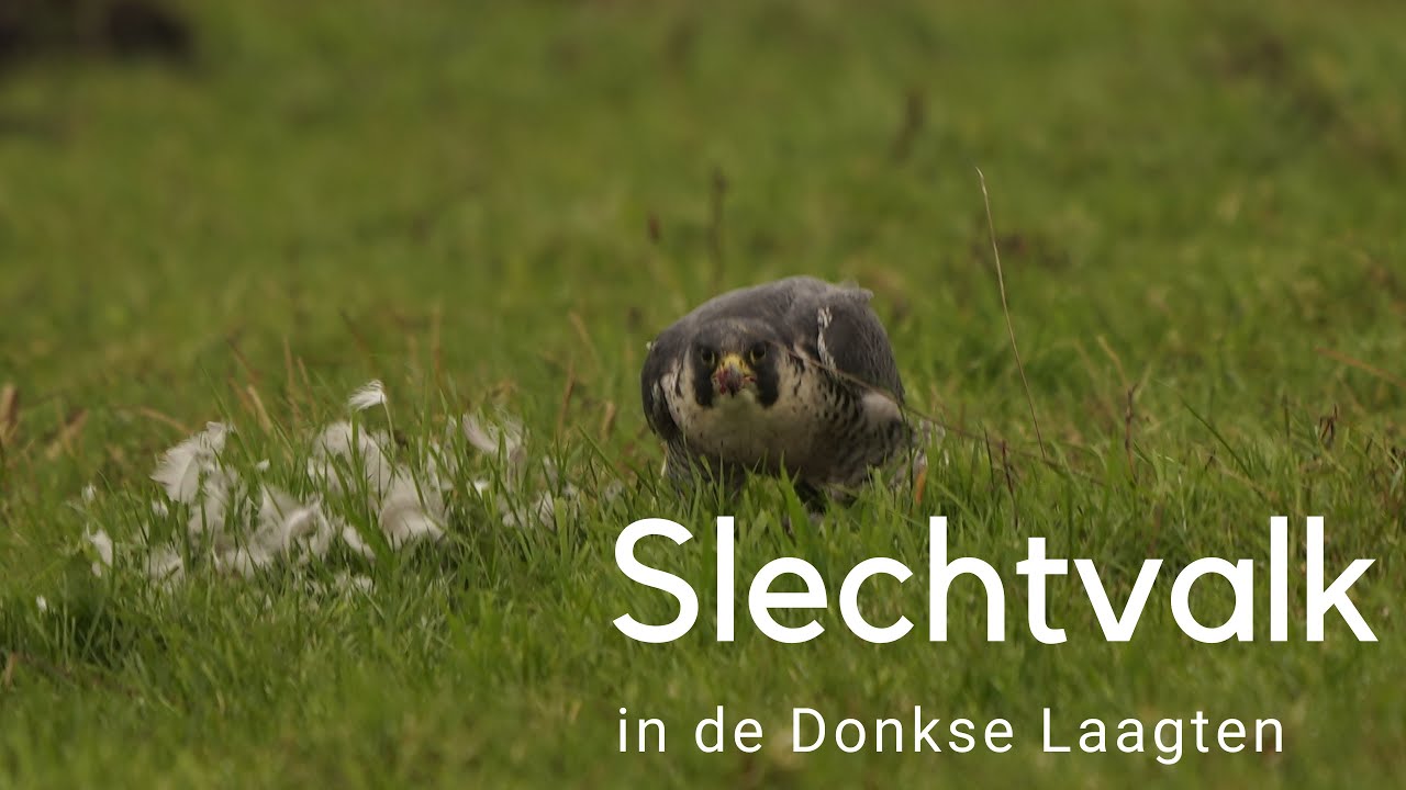 Slechtvalk in de Donkse Laagten #803 - YouTube