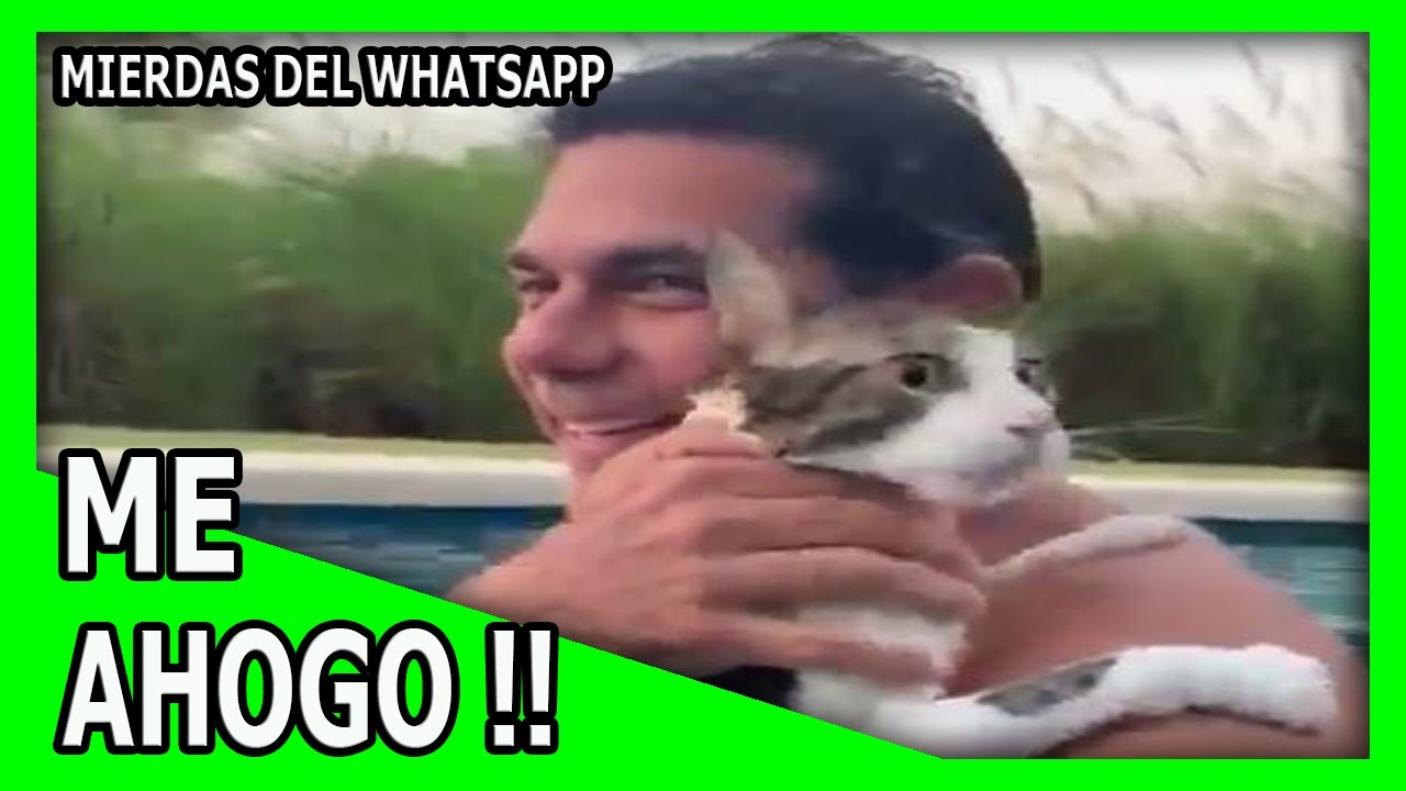 EL GATO QUE DICE " ME AHOGO " AL METERLO EN EL AGUA - YouTube