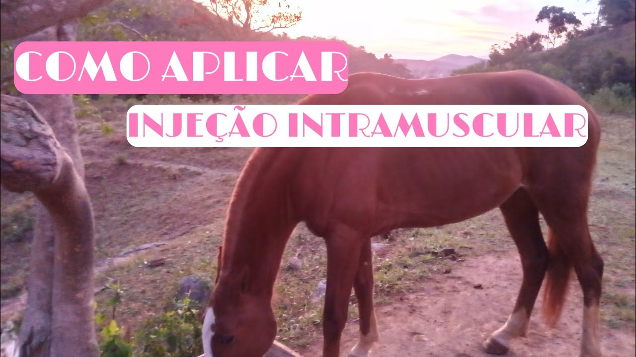 COMO APLICAR INJEÇÃO INTRAMUSCULAR NO #CAVALO - YouTube