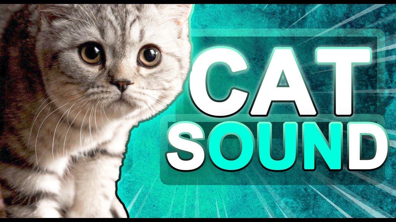 cat sound effect - YouTube