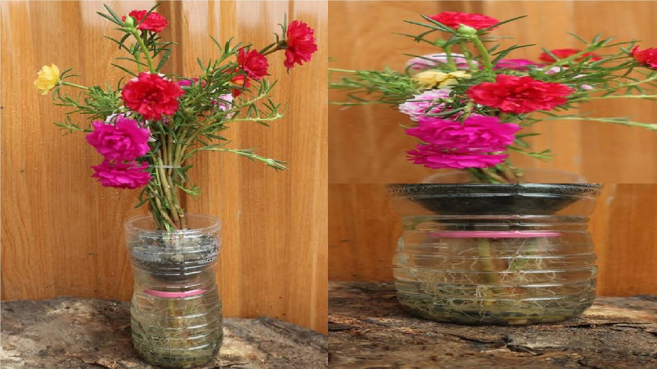 Grow Moss rose in plastic bottle just 20 day look beautiful - YouTube