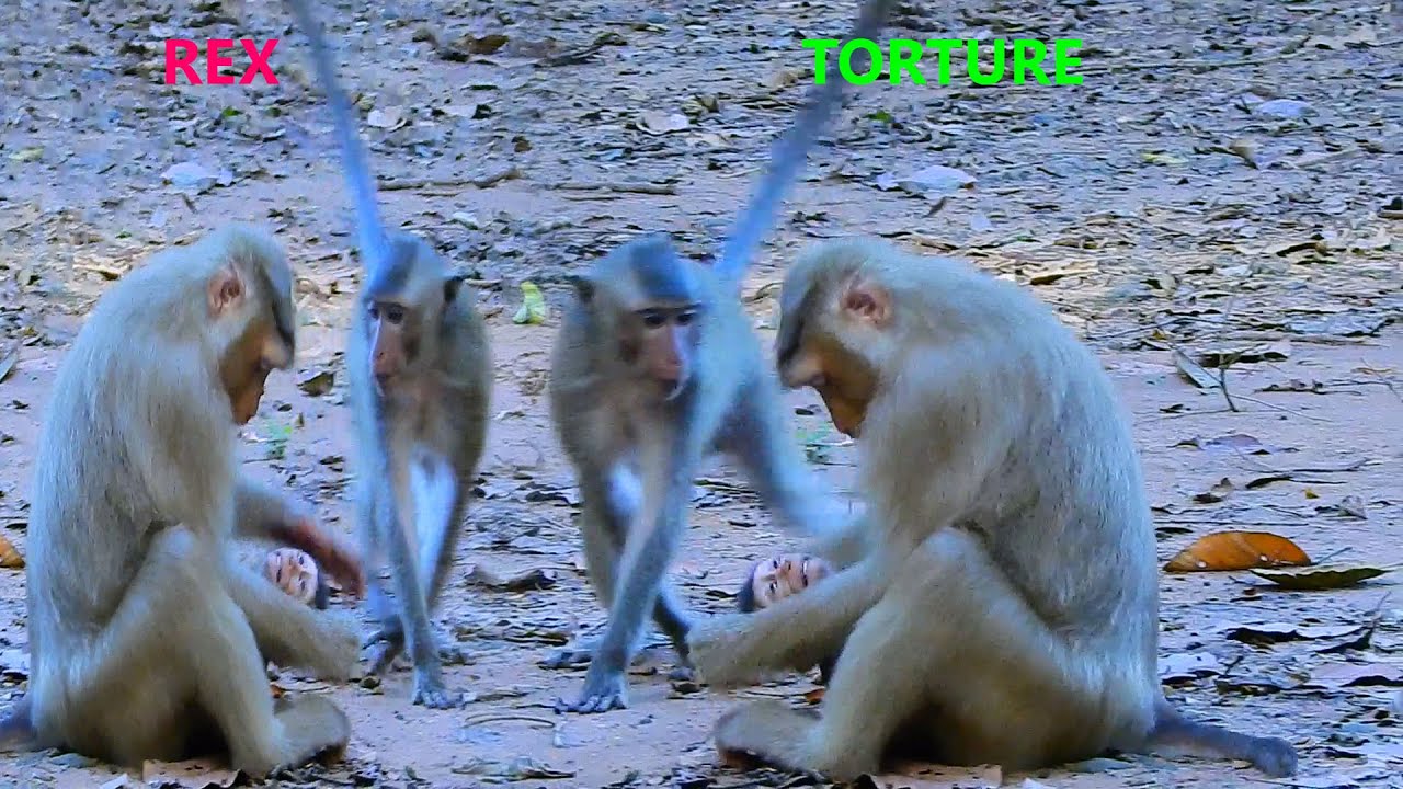 TOP SAD BABY REX CRY DEEP TERRIFIED MOM ROSE ....ROSE DID VERY BAD MAKE ...