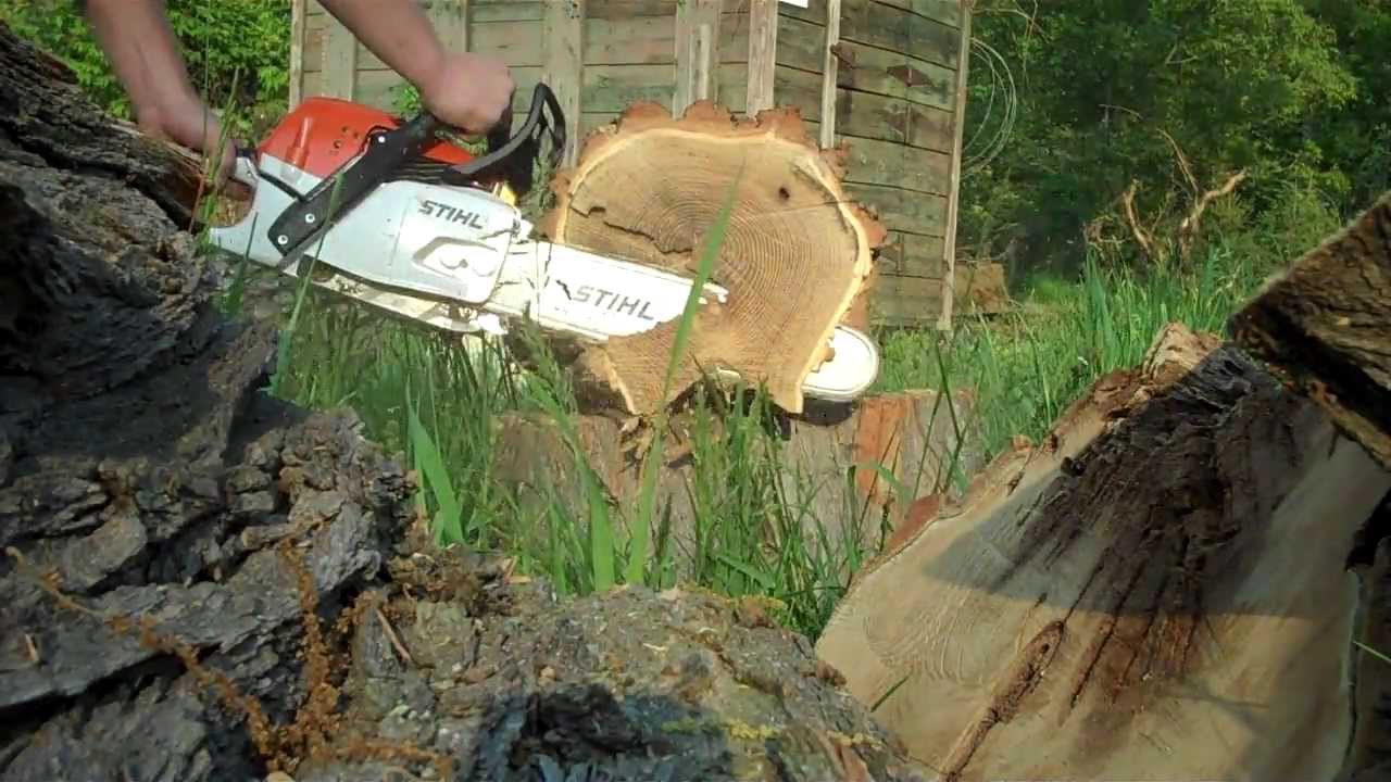 Stihl 261 cutting locust - YouTube