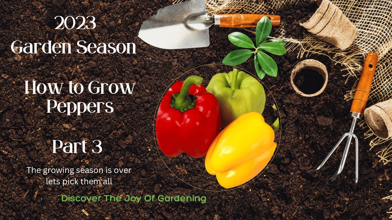 How to Grow Pepper - Season over now what - YouTube