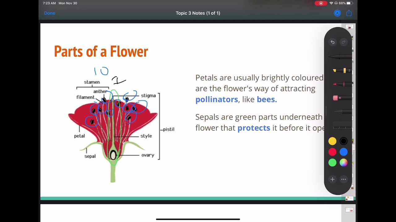 Plant Reproduction Using Flowers - YouTube