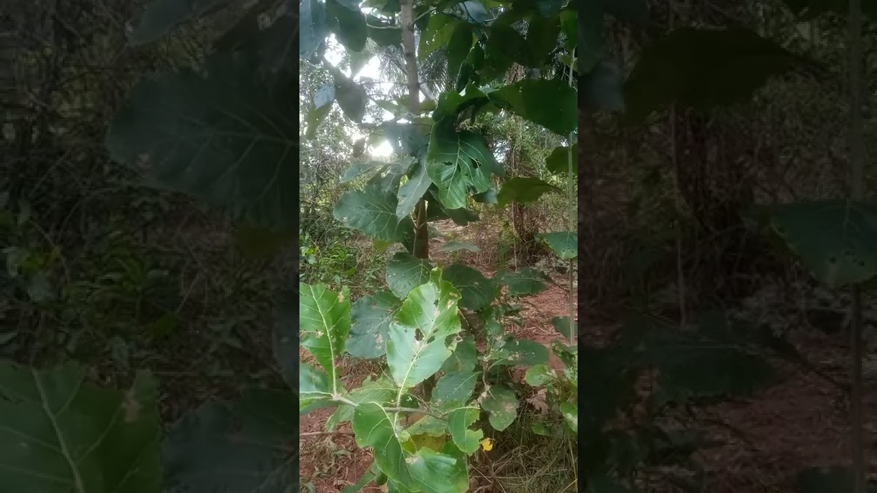 How to cut teak wood tree branches with pruning saw - YouTube