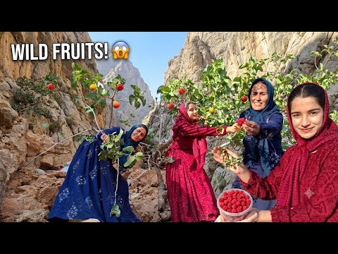 Gizli kalmış yabani meyveleri bulmak için vahşi Zagros Dağları'nı göze aldılar!