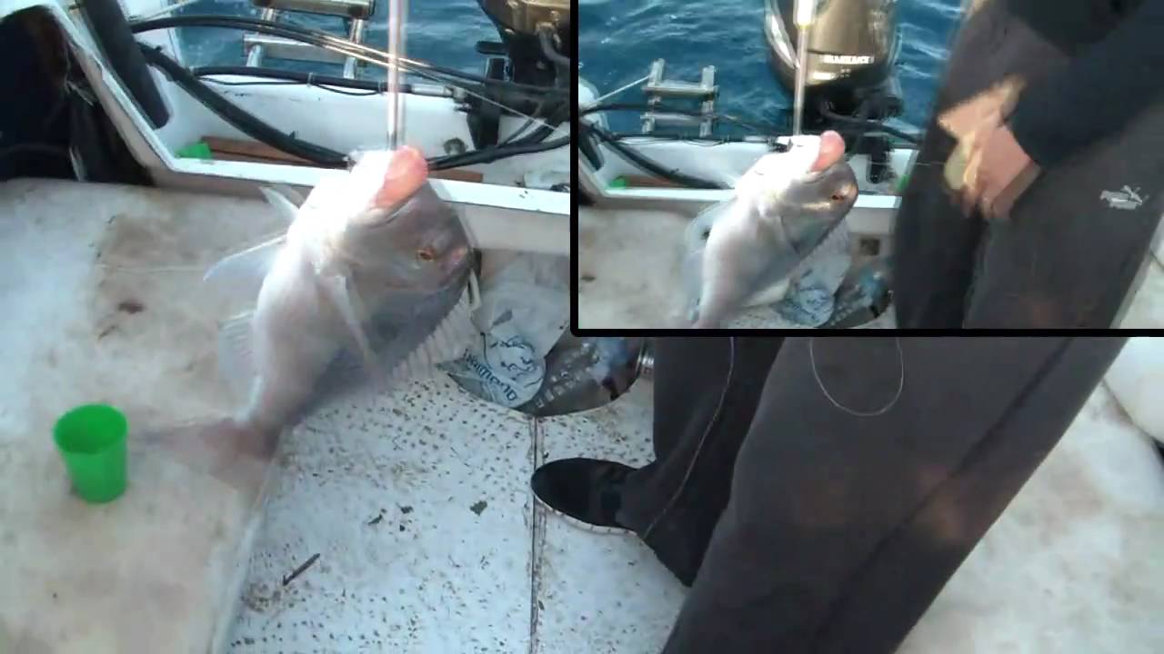 Ψάρεμα Συναγρίδας - Fishing sea bream - Sinagrida - YouTube