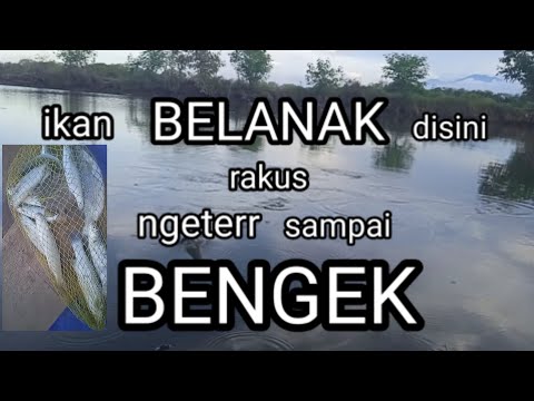 ngeterr sampai bengek. Bikin KETAGIHAN!! mancing ikan belanak dibelakang pabrik kayu lapis / kli