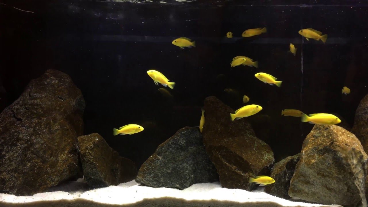 Dwarf Mbuna African Cichlid Show Tank 4K | Lake Malawi - YouTube