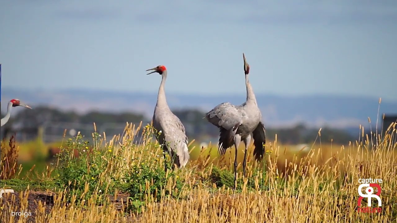 Song & call of the Brolga - Western Treatment Plant, Werribee - YouTube