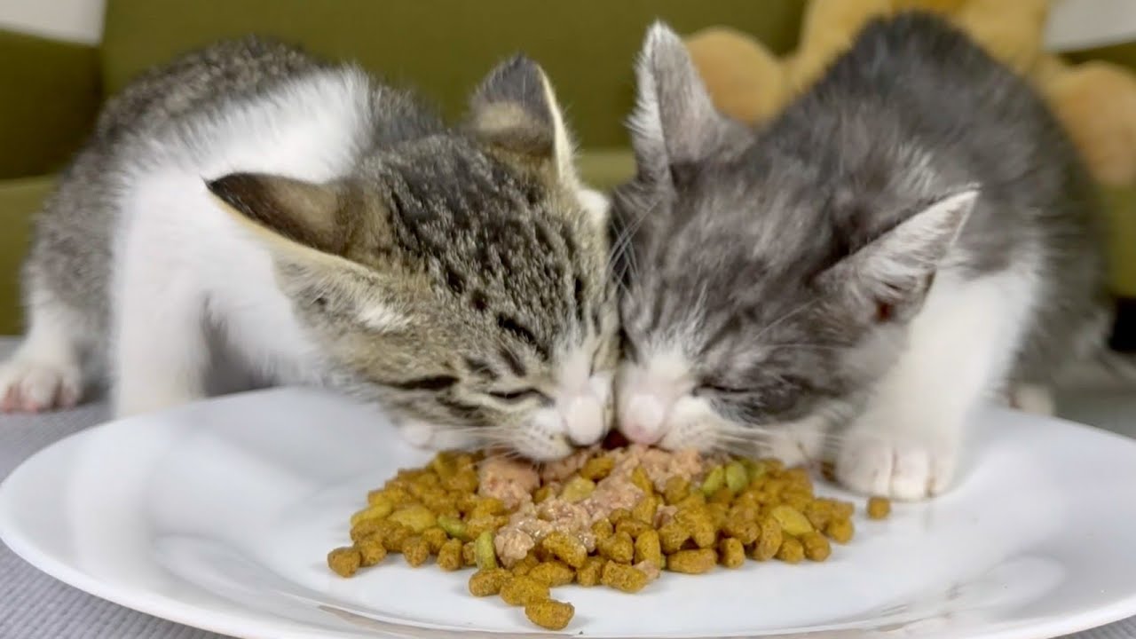 ASMR Two Kittens Eating Foods - YouTube