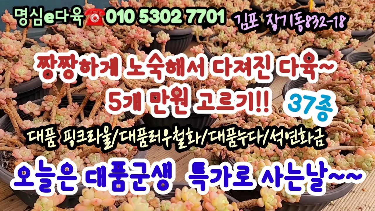 명심e다육 라울파격세일 대품군생 핑크라울 대품러우 누다 캐시미어철화짱짱하게작게다져진 다육 무조건5개만원고르기다육