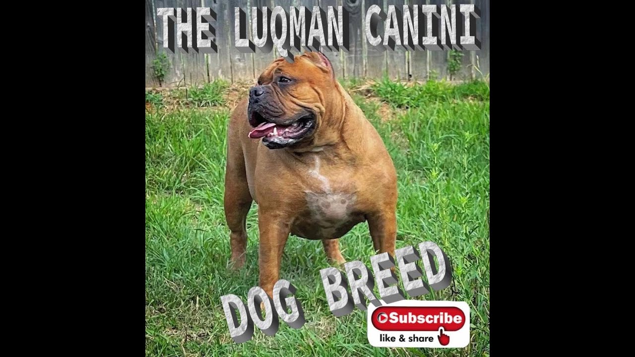 WHAT IS THE LUQMAN CANINI DOG BREED ?HOW TO MAKE GREAT DOGS?# ...