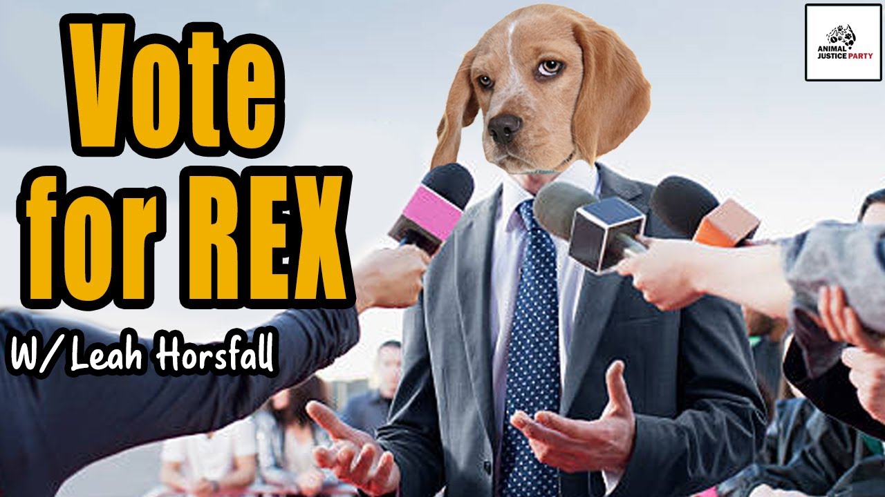 How voting for Animal Rights helps People - Beyond a Thought w/Leah ...