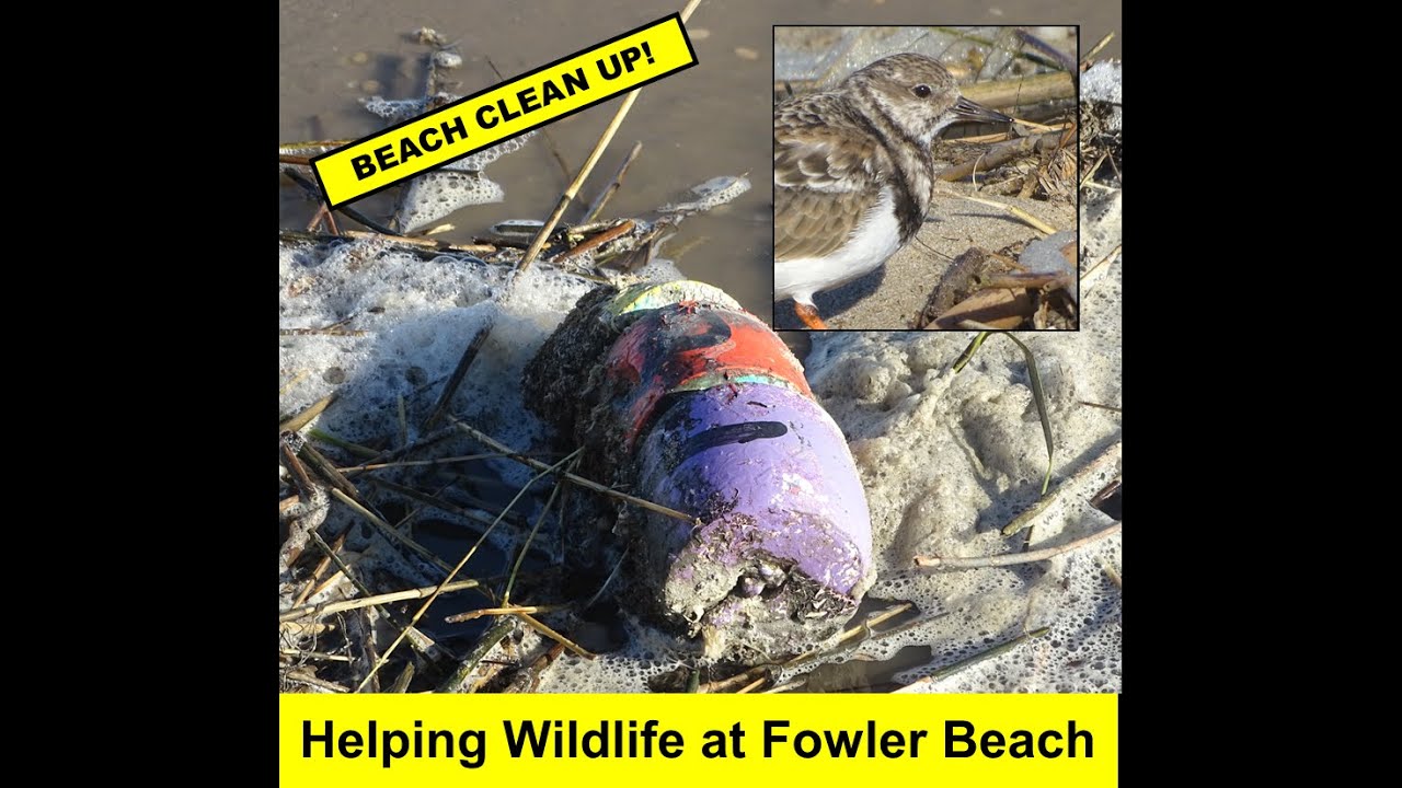 Helping Wildlife at Fowler Beach: Hike and Clean Up - YouTube