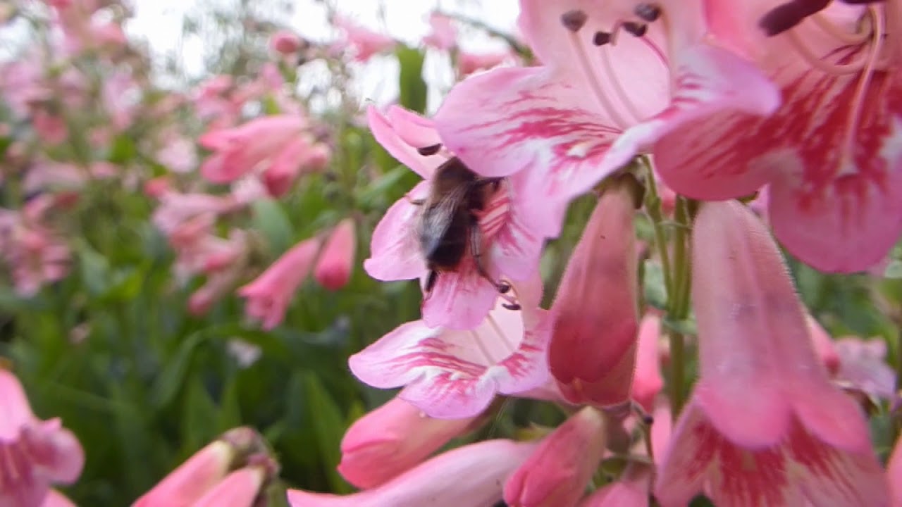 bee on penstemon - YouTube