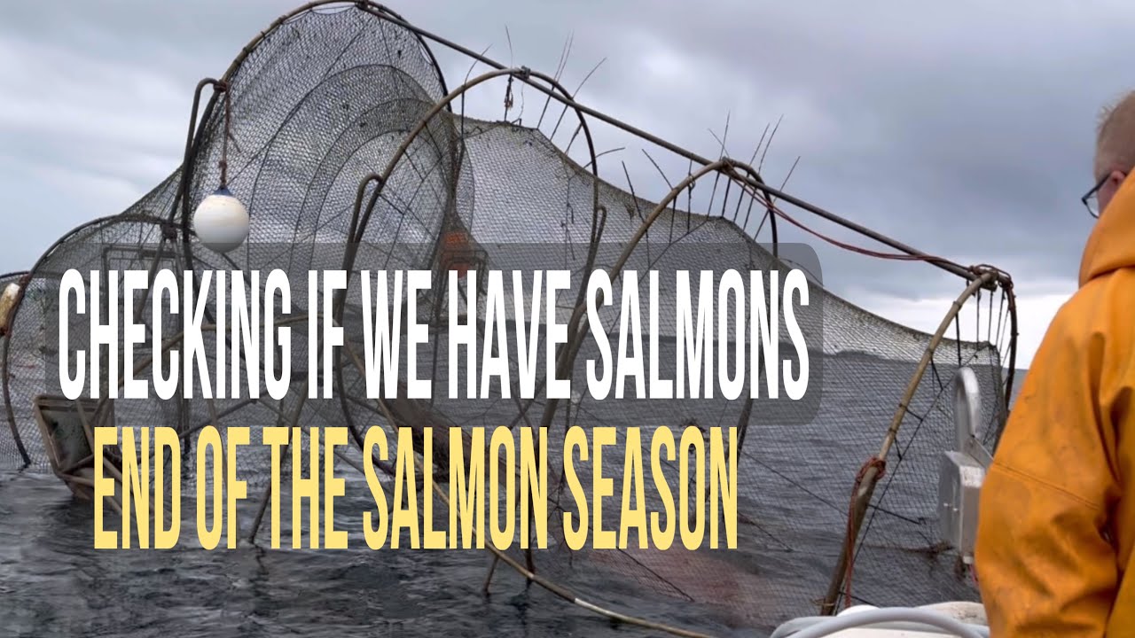 SALMON FISHING || END OF SALMON SEASON 2024 || LOHI KALASTUS || LAX ...