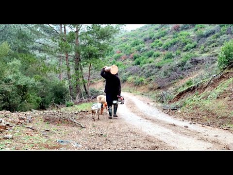 Selin Hediyesi: Dev Kütükleri Kesip Eve Taşıyoruz!