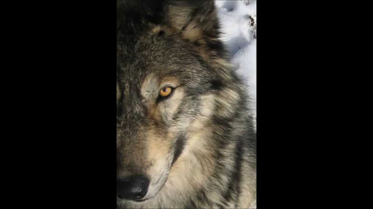 Singing Wolves Wallpapers