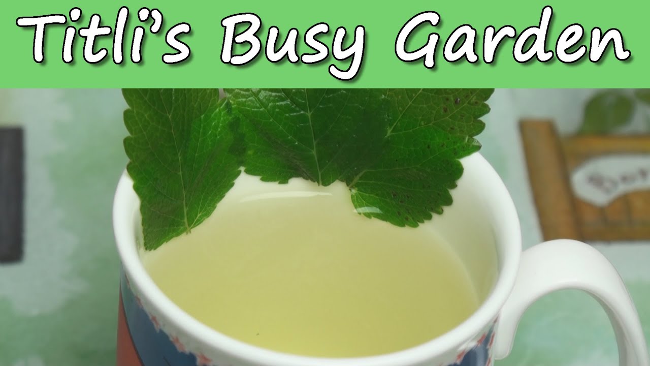 Lemon Balm Tea - Titli's Busy Garden 2014 Week 23 - YouTube