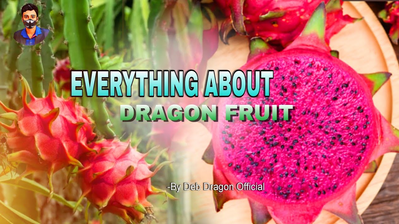 A To Z About Dragon Fruit Farming || Everything To Know About Dragon ...