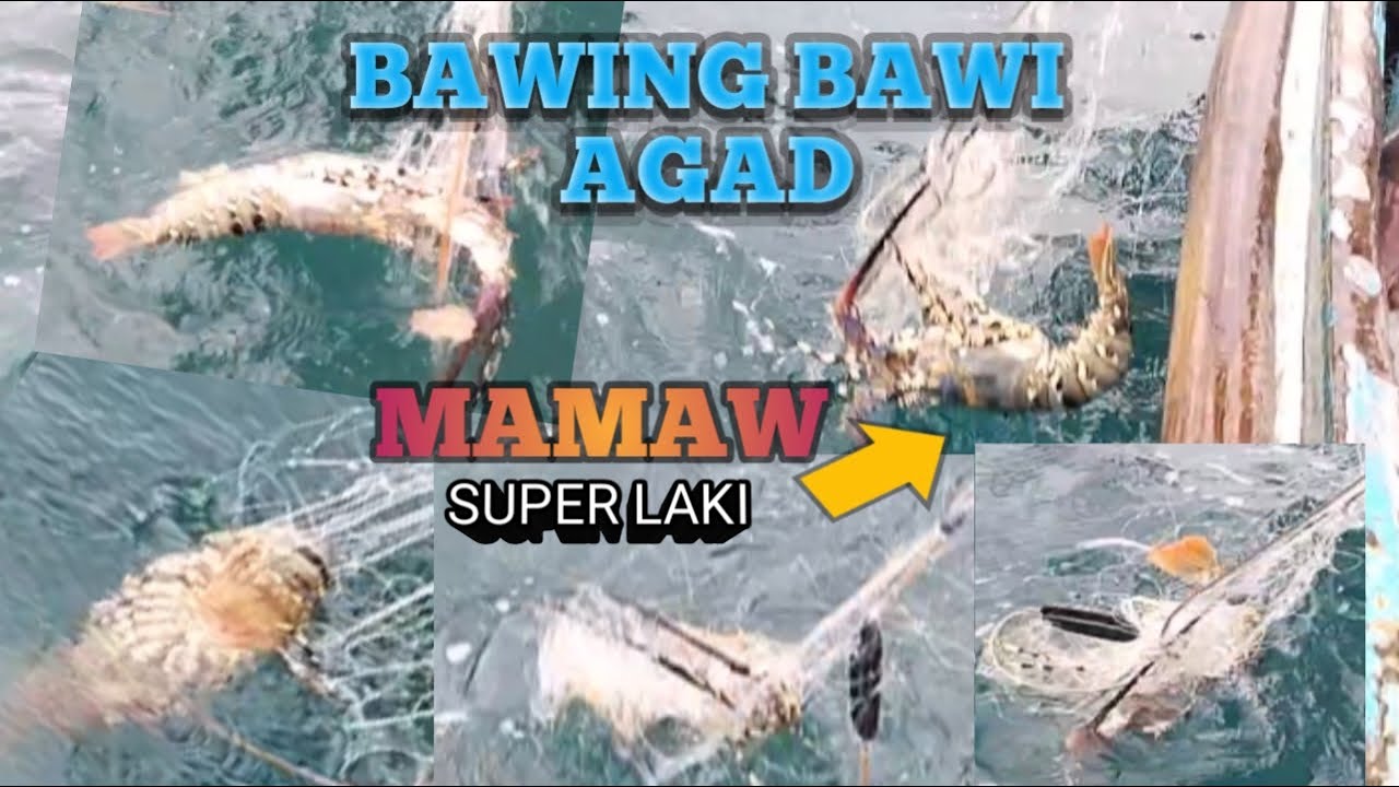 Feb.22 SUPER LAKI NG MGA LOBSTER BAWING BAWI AGAD #netfishing #lobster ...