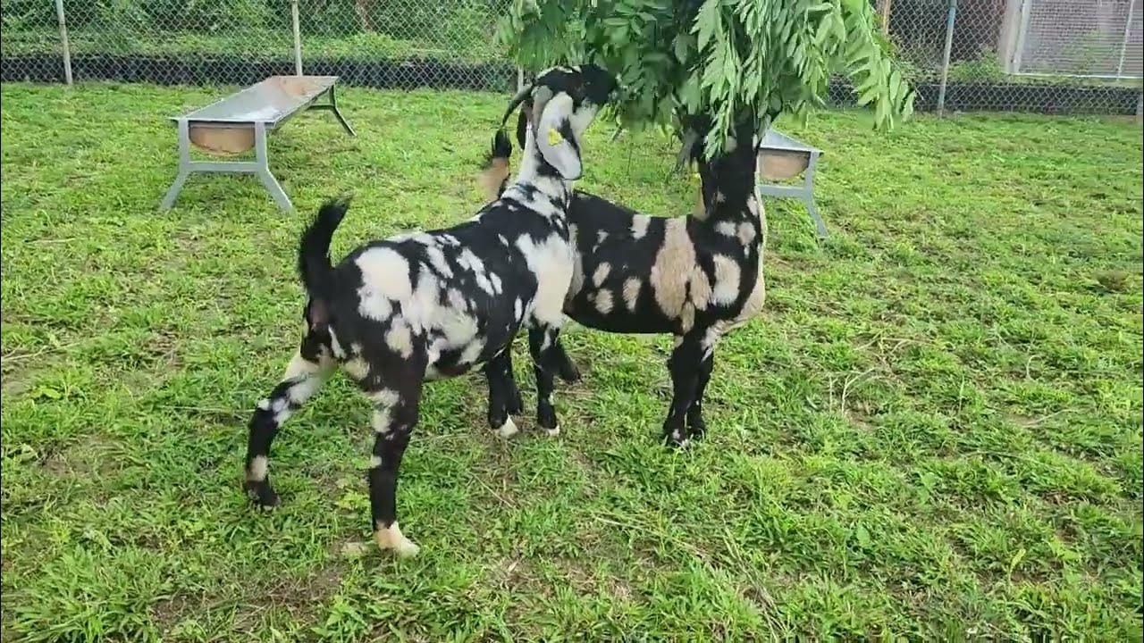 HBR Jacob s Goat Farm Black Dappled Fullblood Boer Goats YouTube hbr-jacob-s-goat-farm-black-dappled-fullblood-boer-goats-youtube