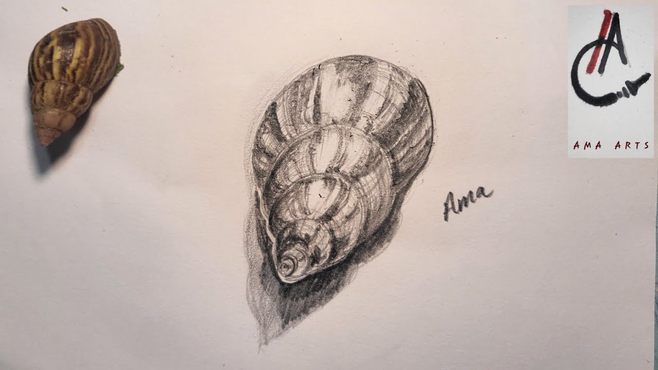 How to draw a Snail Shell - Pencil Art - YouTube