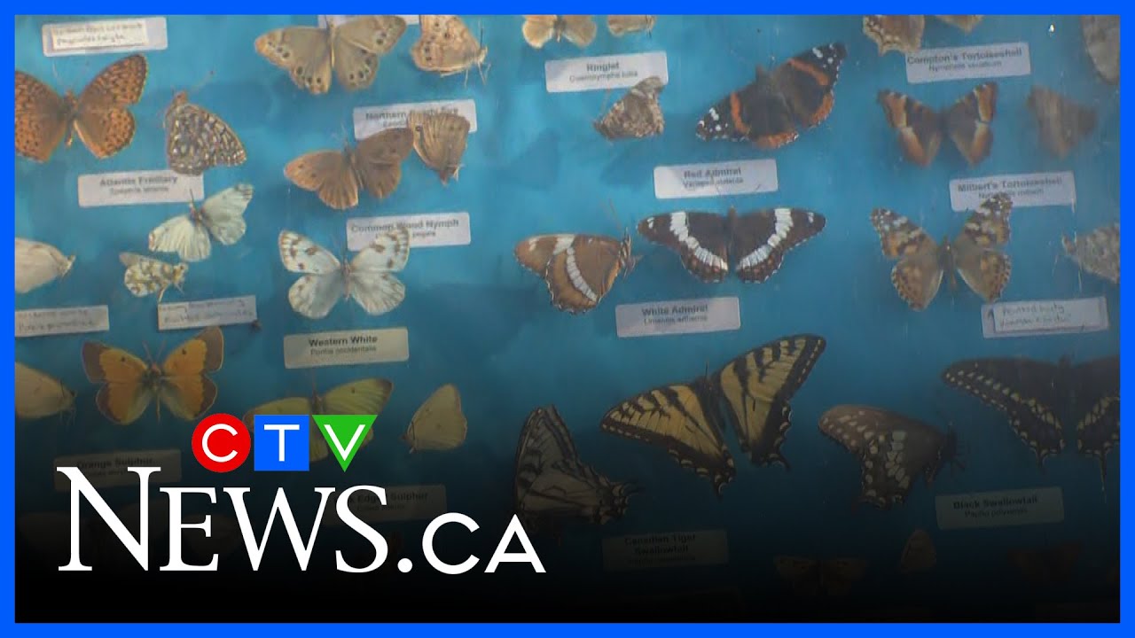 A chat about monarch butterflies and prairie conservation - YouTube