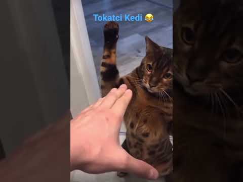 Tokatci Kedi Orginal #kediler #catvideos #komik #katzenvideos #komikkediler