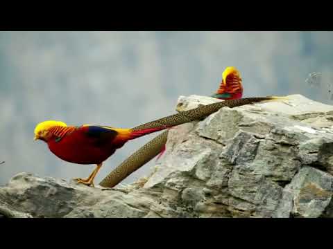 Golden Pheasant