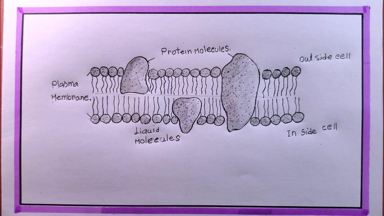 how to draw plasma membrane step by step - YouTube